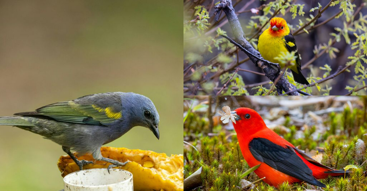 5 Unique Tanagers That Bring Vibrancy to the Birding World - Exploring ...