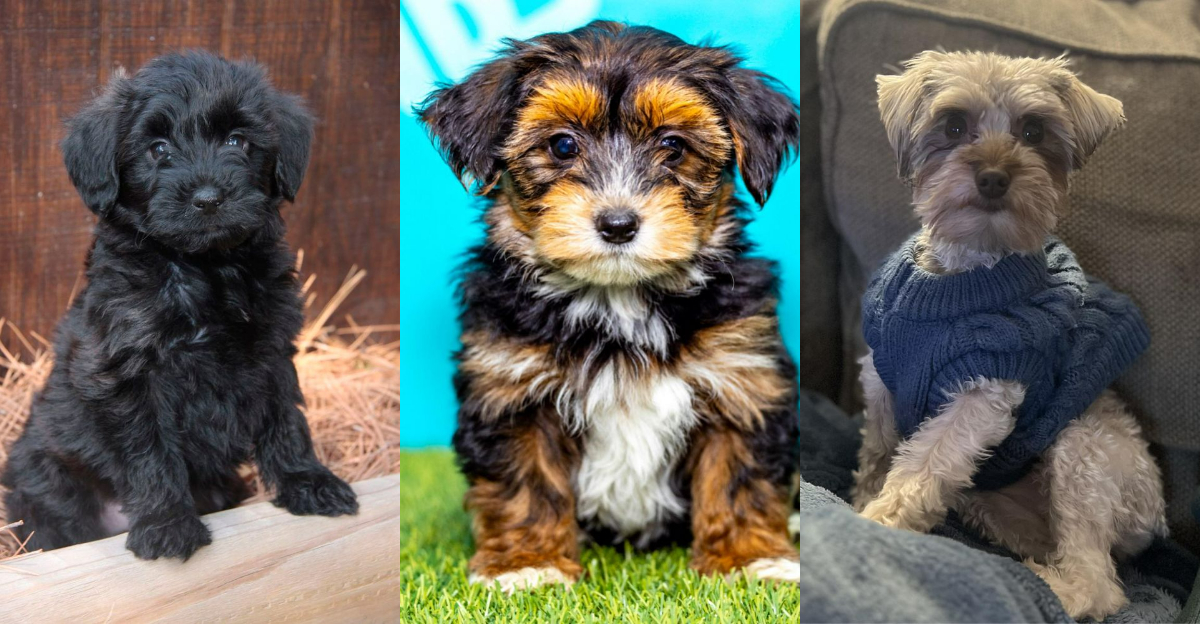 10 Yorkie Mixes That Prove Good Things Come in Small Packages ...