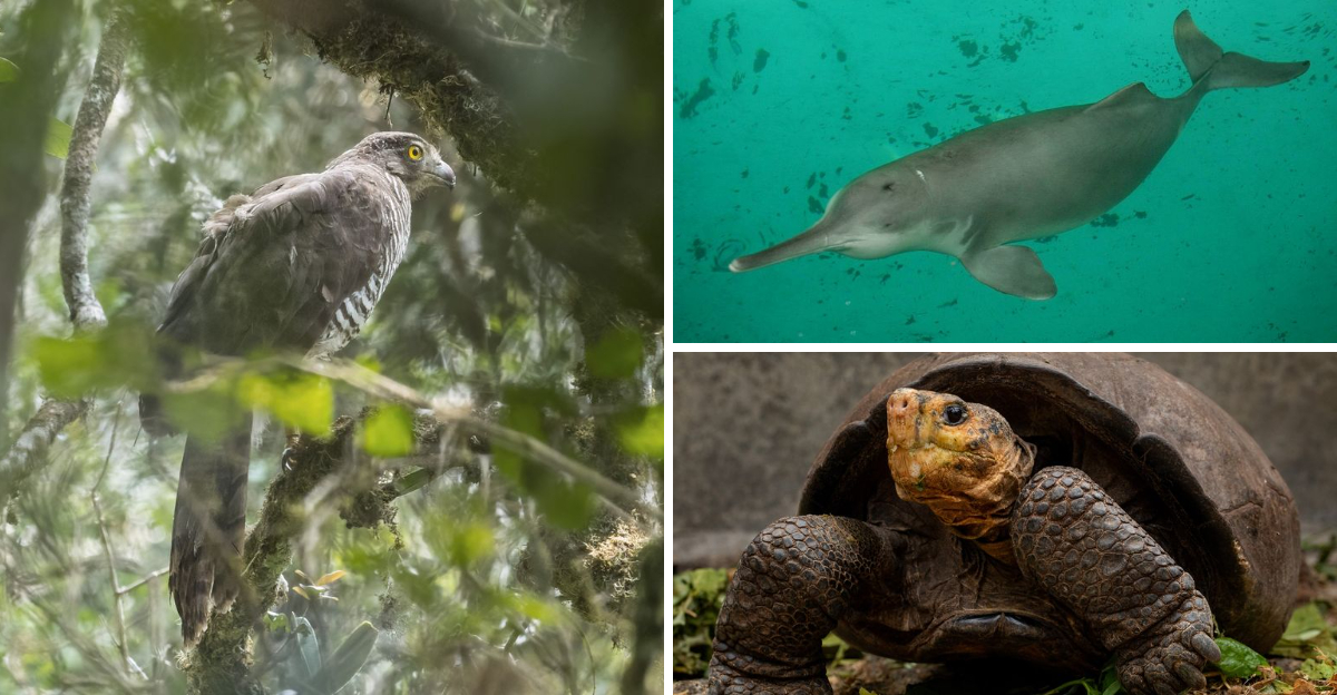 21 ‘Ghost Animals’ That Were Seen Only Once and Then Vanished ...