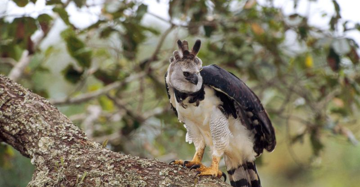 10 Astonishing Facts About the Harpy Eagle – The Most Powerful Bird of ...