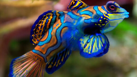 11 Unbelievably Rare Fish Species Found in the World’s Most Isolated ...