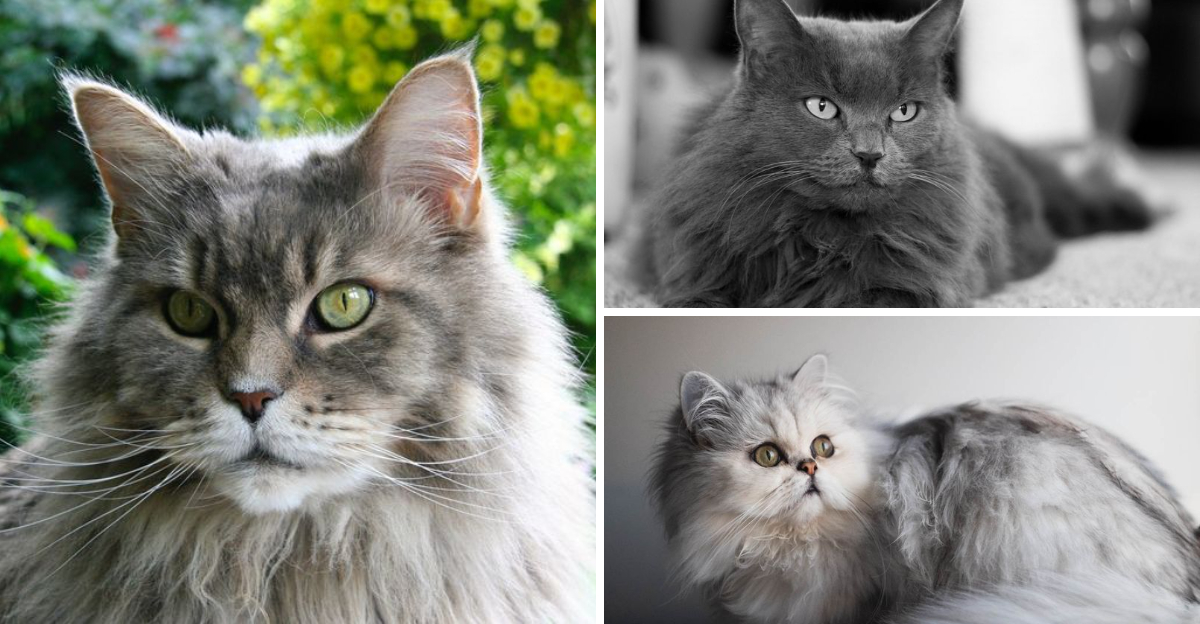 12 Elegant Long-Haired Cat Breeds That Look Stunning In Grey Coats ...