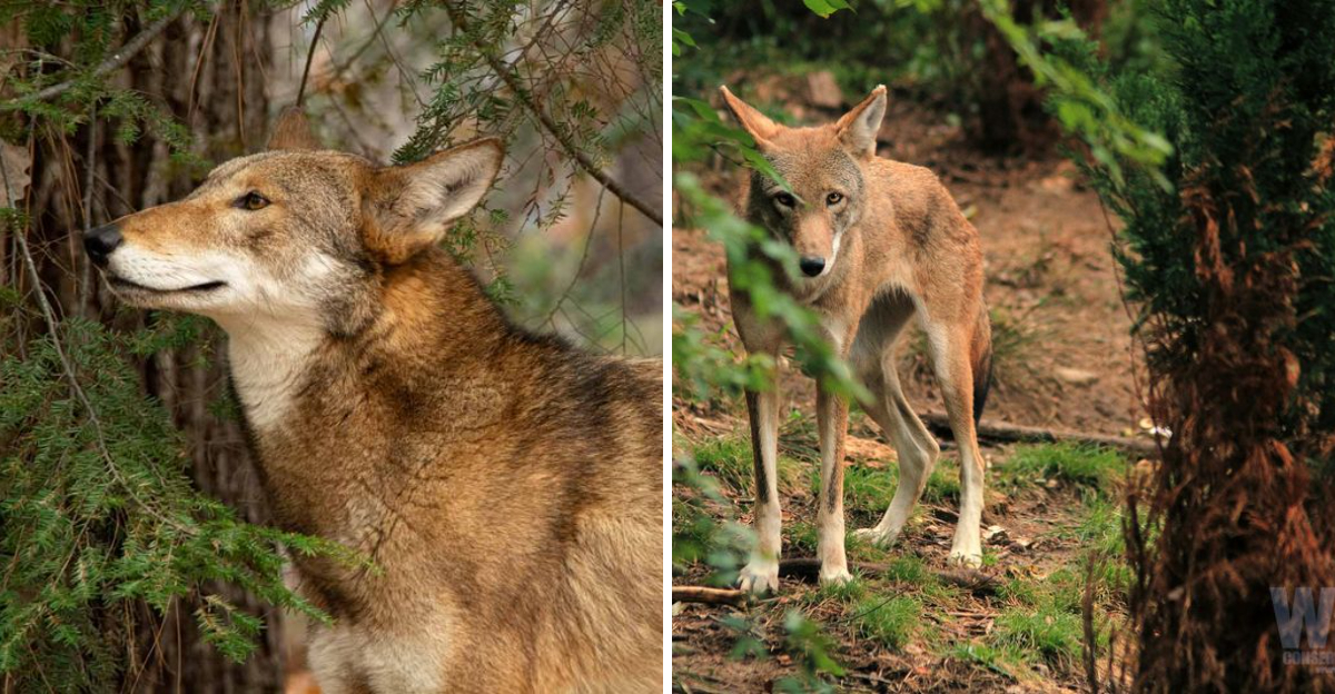 13 Facts About the World’s Rarest Endangered Wolf Found Only In North ...