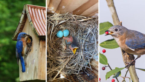 13 Proven Tips to Attract Stunning Bluebirds Right to Your Garden ...