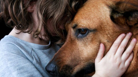13 Reasons Why Dogs Make Perfect Companions For Introverts - Exploring ...