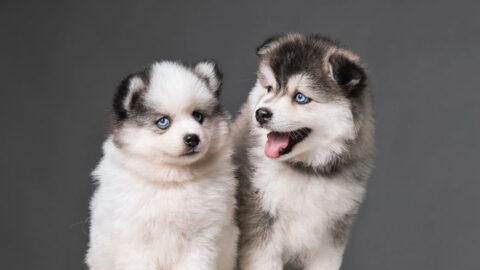 14 Essential Pomsky Facts and How to Provide the Best Care - Exploring ...