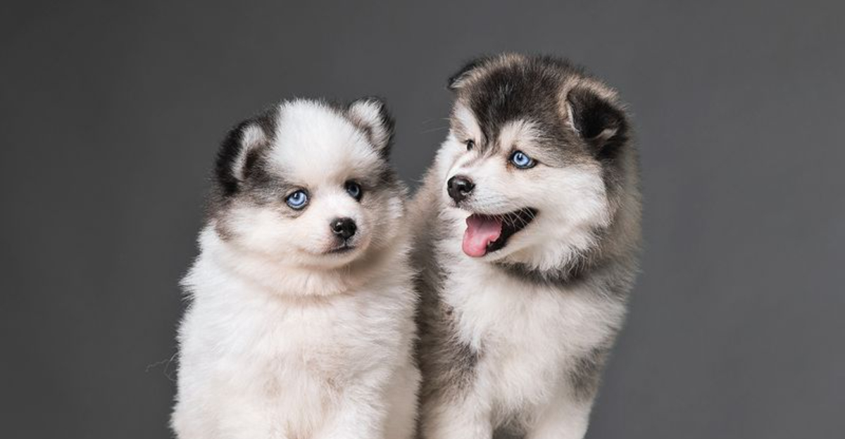 14 Essential Pomsky Facts and How to Provide the Best Care - Exploring ...