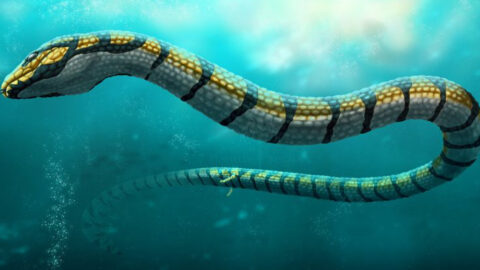 14 Extinct Snakes That Could Have Changed the Evolution of Reptiles ...