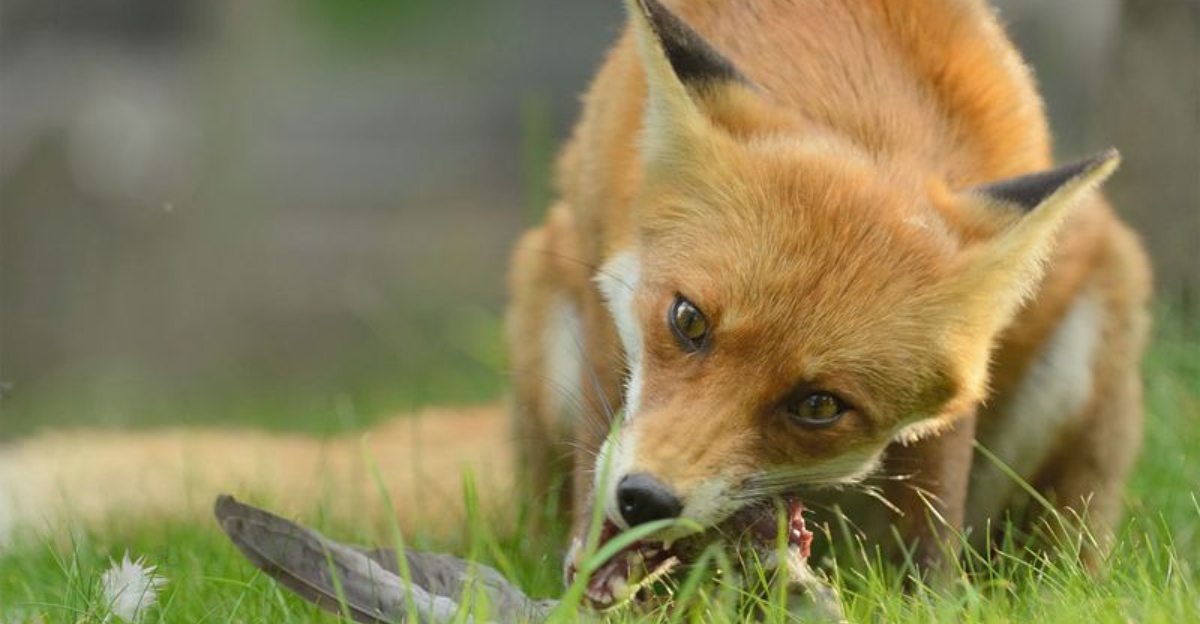 14 Little-Known Predators That Keep U.S. Ecosystems in Check ...