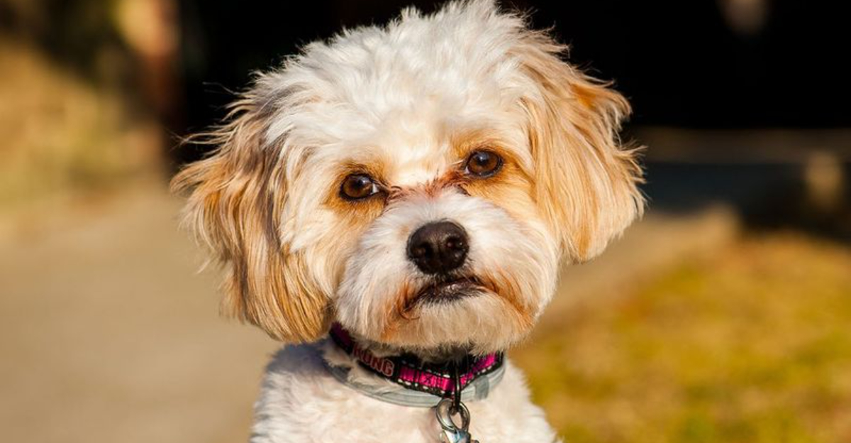 14 Reasons Cavachons Make Great Pets and How to Care for Them ...