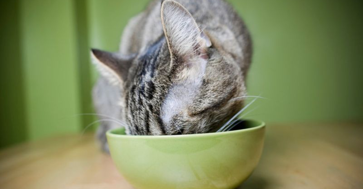 14 Reasons Your Cat Is Always Hungry - Exploring Animals