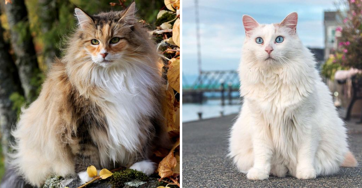 15 Cat Breeds That Prefer Their Own Space (and Some That Will Always ...