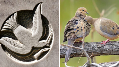 15 Fascinating Mourning Dove Facts - Exploring Animals