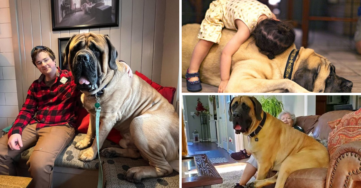 15 Pros and Cons of a Mastiff - Exploring Animals