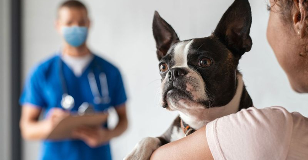15 Things to Expect at Your Dog’s First Vet Visit and How to Prepare ...