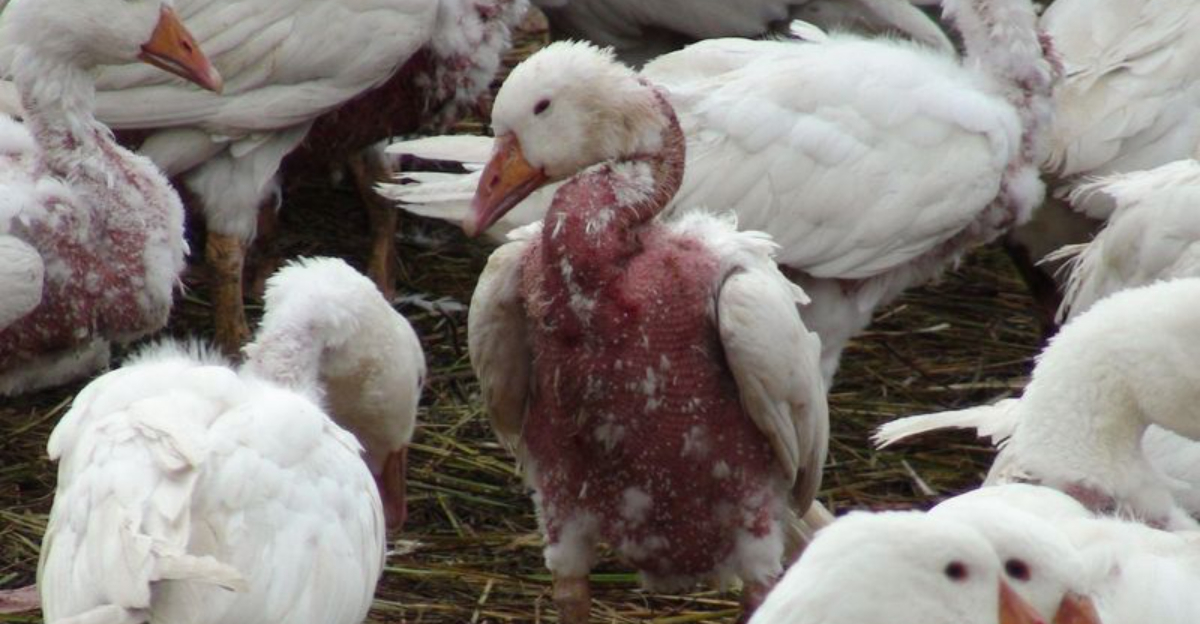 15 Ways Animals Hide Pain (and How to Spot Their Secret Cries ...