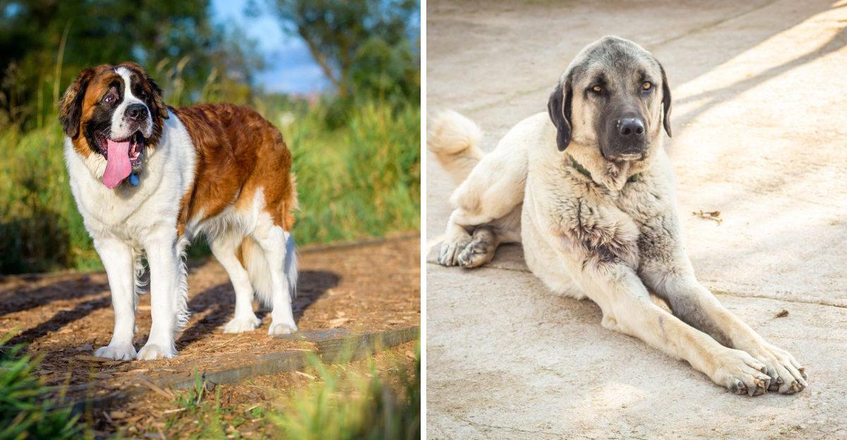 16 Dog Breeds Bigger Than Wolves - Exploring Animals