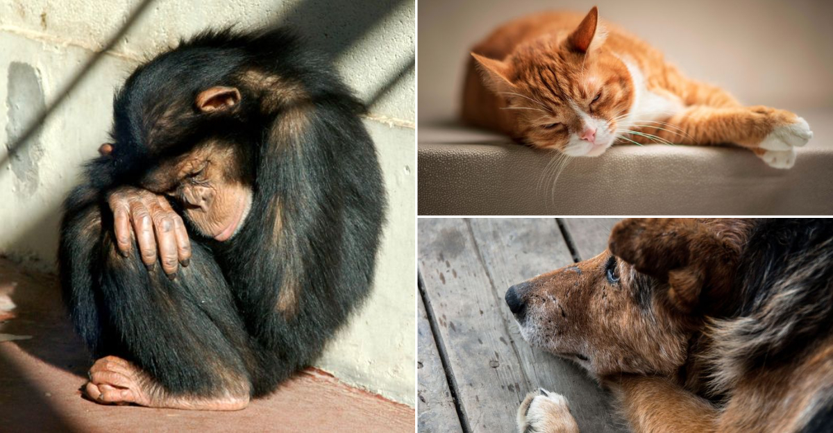 17 Animals That Can Sense Death (And What They Do About It) - Exploring ...