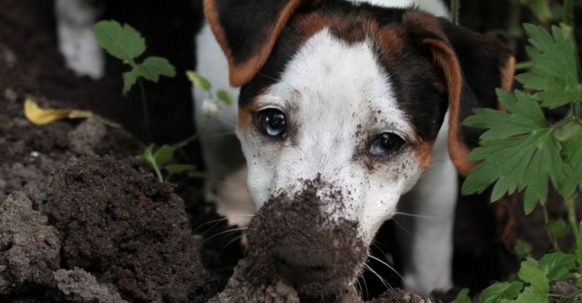 17 Common Dog Behaviors That Owners Misinterpret - Exploring Animals