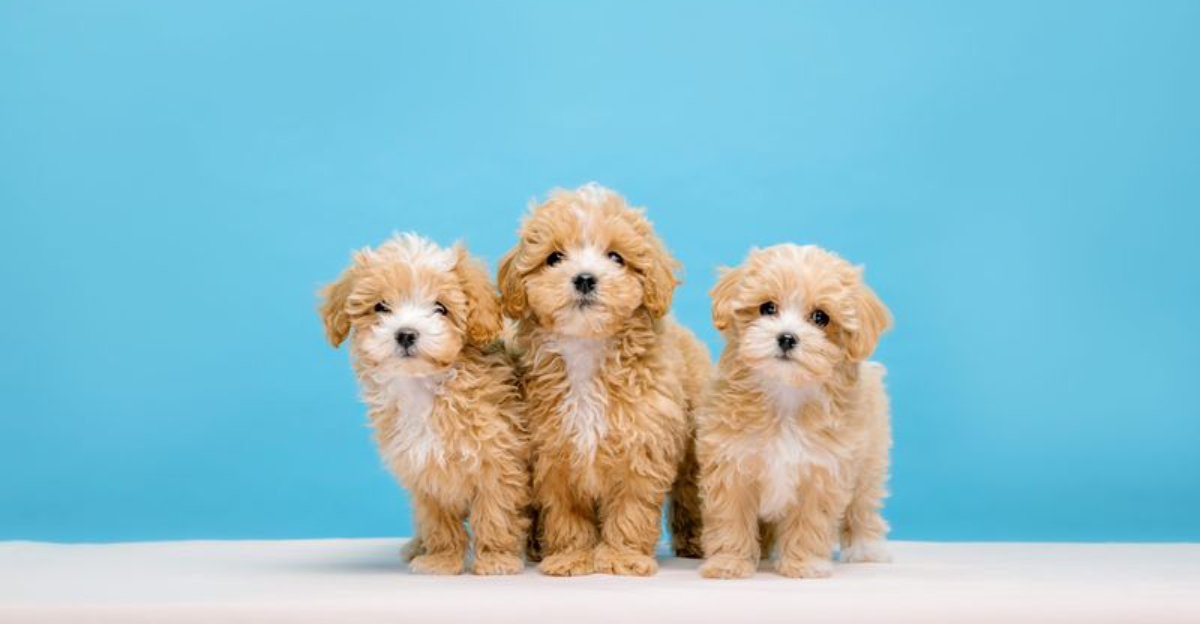 17 Must Know Facts About Maltipoos and How to Raise Them Right ...