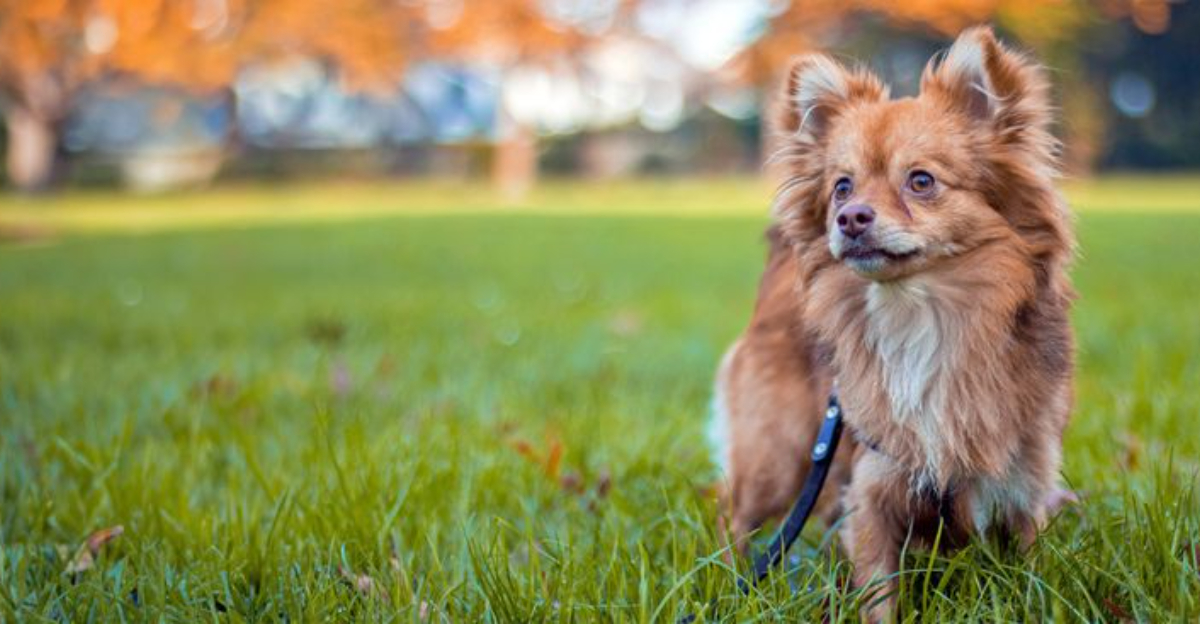 17 Things Every Pomchi Owner Should Know About Their Care and ...