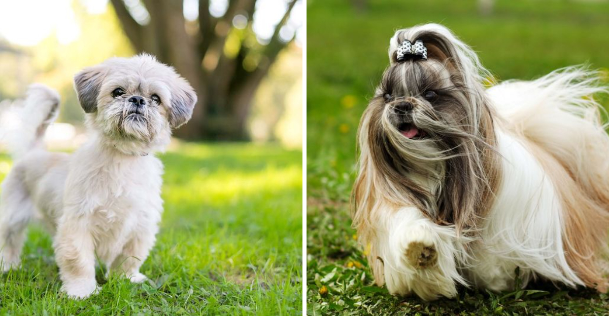 18 Interesting Facts About Shih Tzus - Exploring Animals