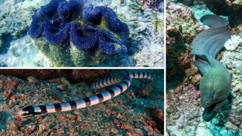18 Ocean Animals That Are Surprisingly Territorial and Aggressive ...