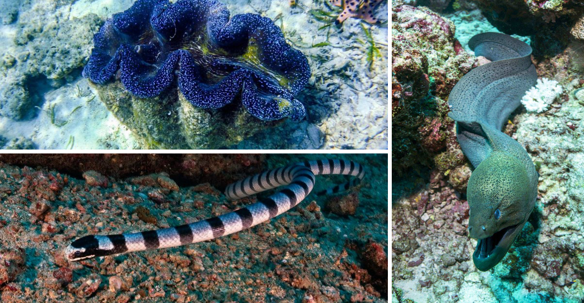 18 Ocean Animals That Are Surprisingly Territorial and Aggressive ...