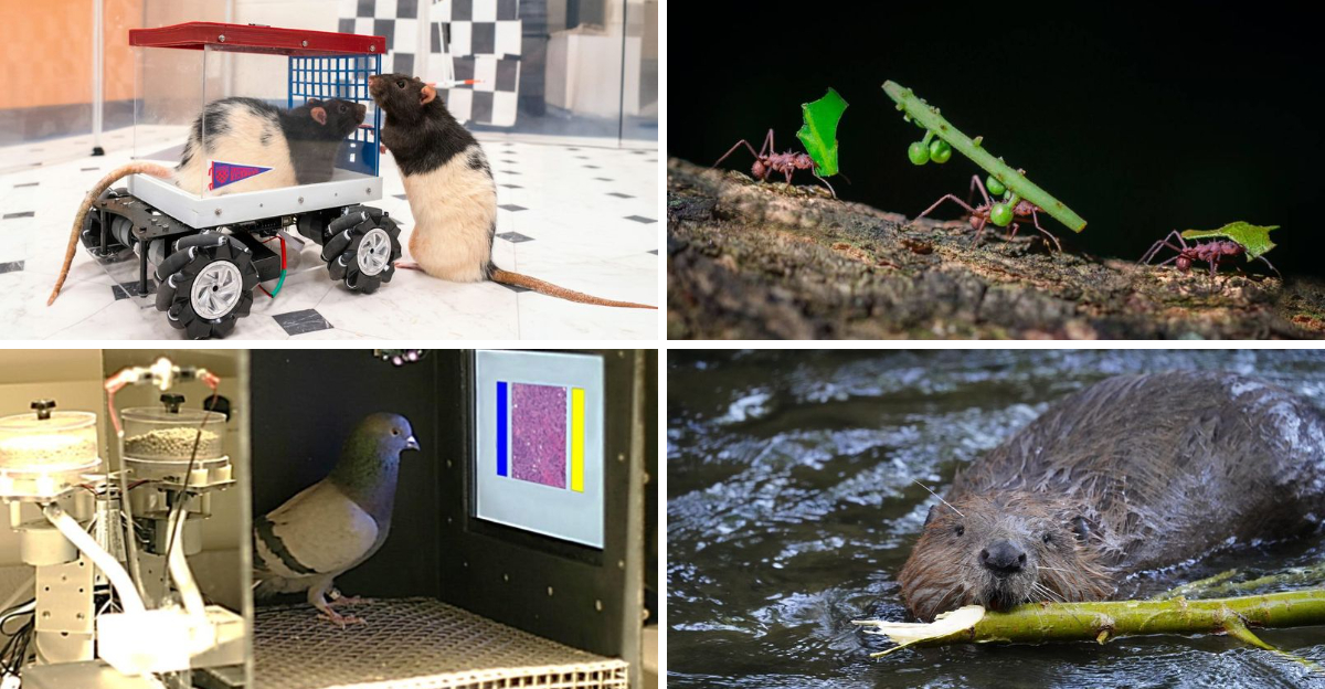 18 Times Animals Solved Problems Better Than Humans Did - Exploring Animals