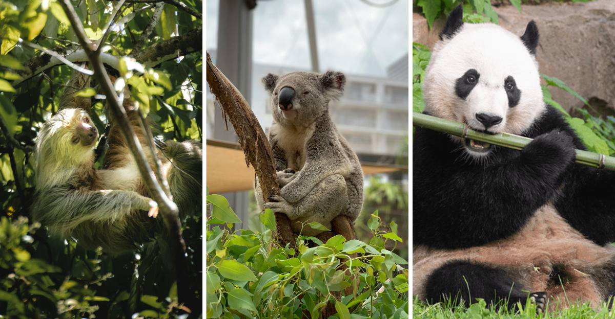 The Ultimate Relaxation Experts: 18 of the Laziest Animals in the World ...