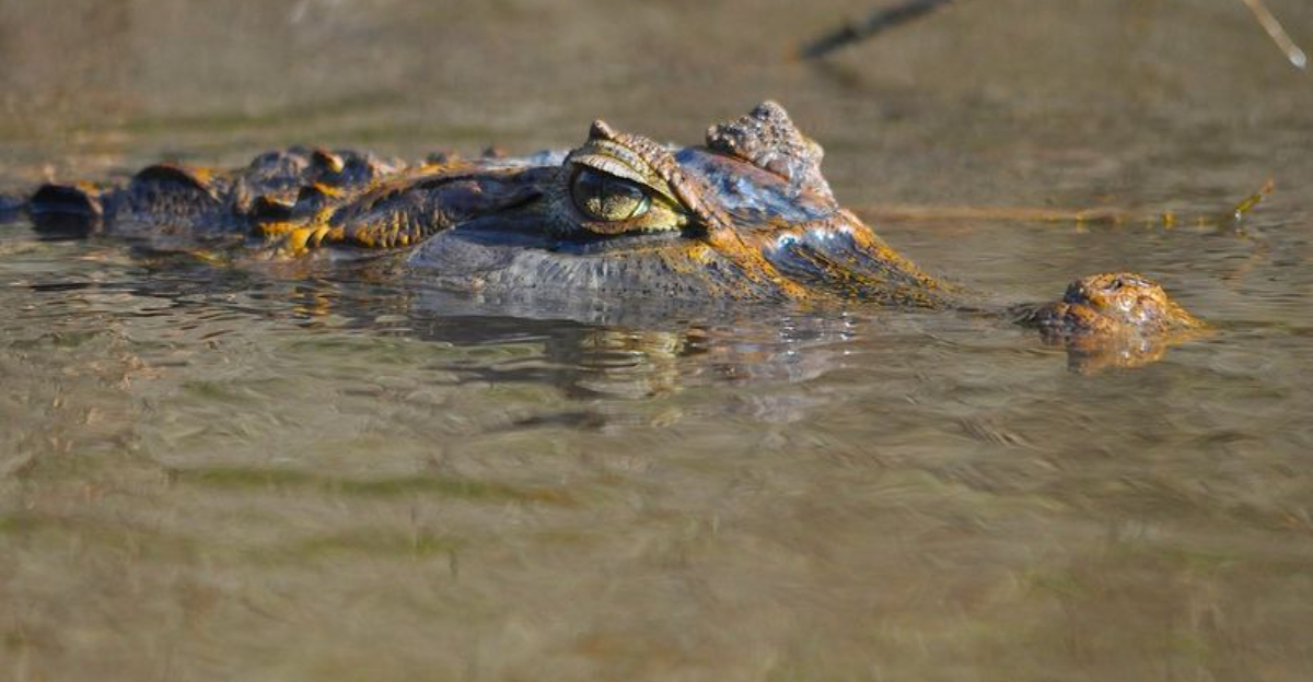 18 Jungle Predators That Stalk You Without Making a Sound - Exploring ...