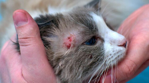 19 Scary Diseases You Can Get From Your Pet, According to Vets ...