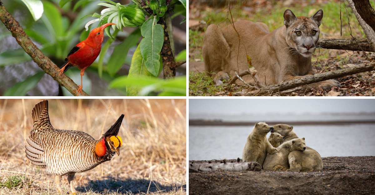 19 U.S. States Where Wildlife and Nature Are Disappearing the Fastest ...