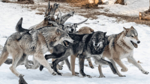 19 U.S. States With the Highest Wolf Populations - Exploring Animals