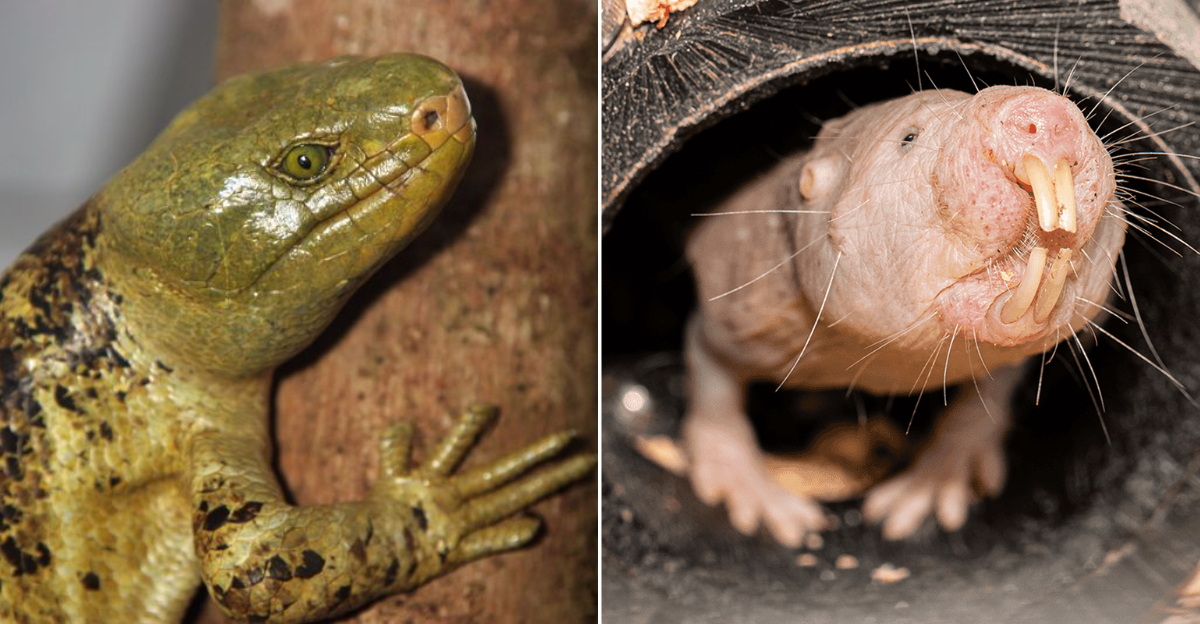 19 Weird Creatures You Thought Were Extinct But Aren’t - Exploring Animals
