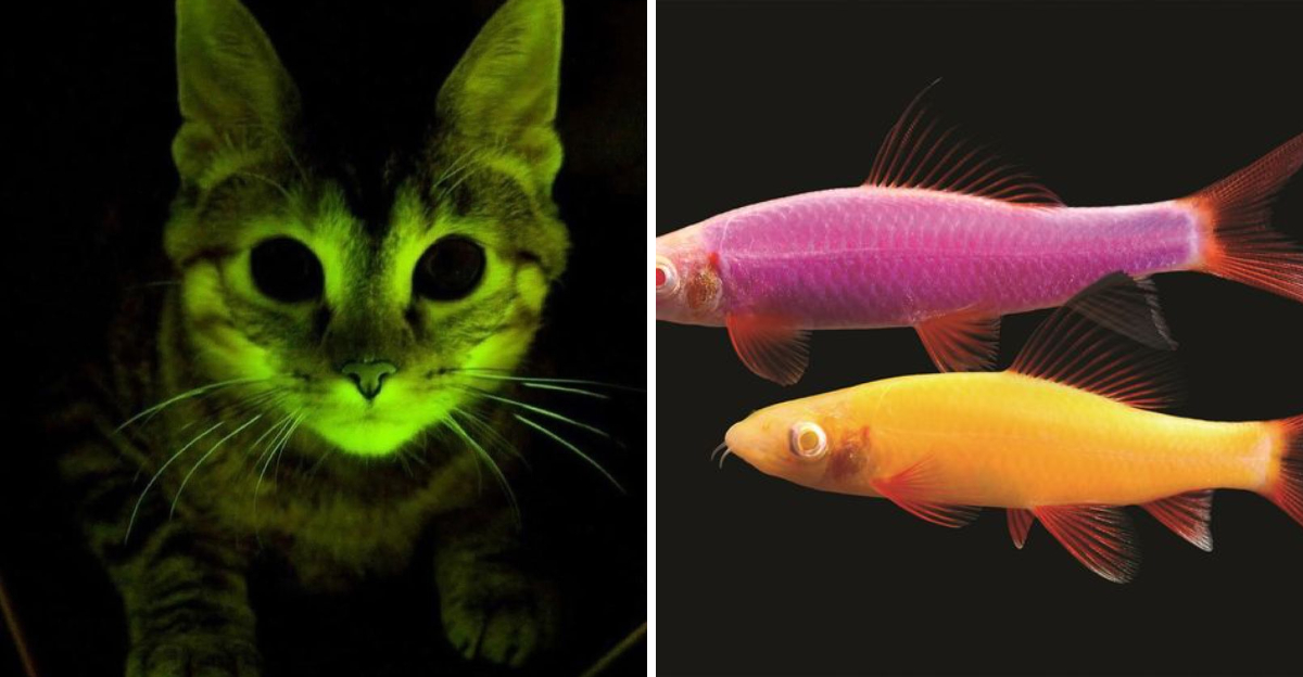 20 Bioengineered Animals That Exist Today (Glowing Cats and Spider ...