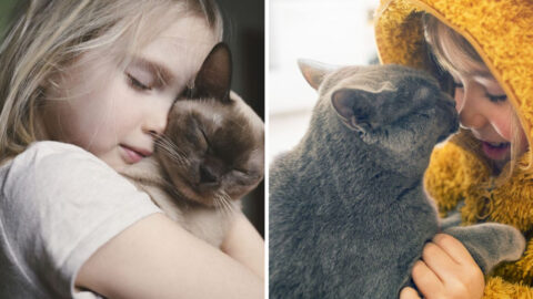 20 Cat Breeds That Behave Well With Children - Exploring Animals