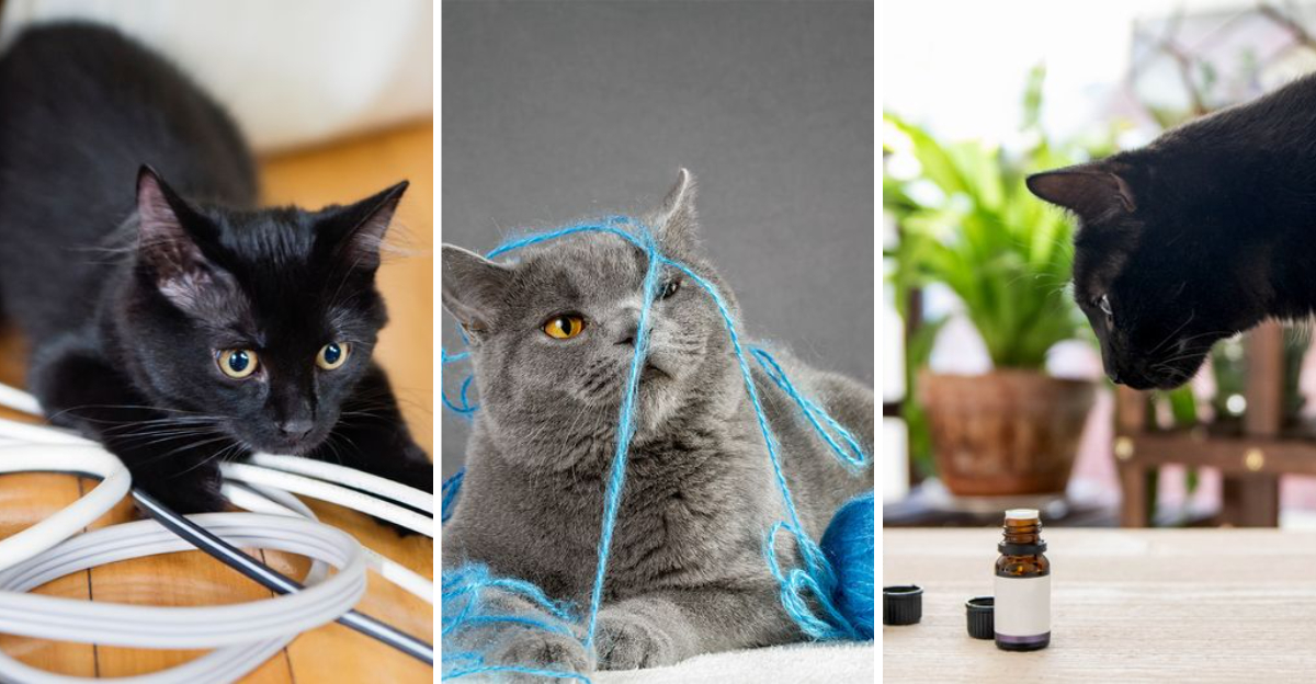 20 Household Hazards You Didn’t Know Could Harm Your Cat - Exploring ...