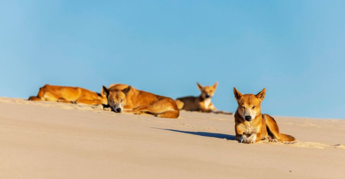 20 Incredible Discoveries That Explain How Dingoes Became Australia’s ...
