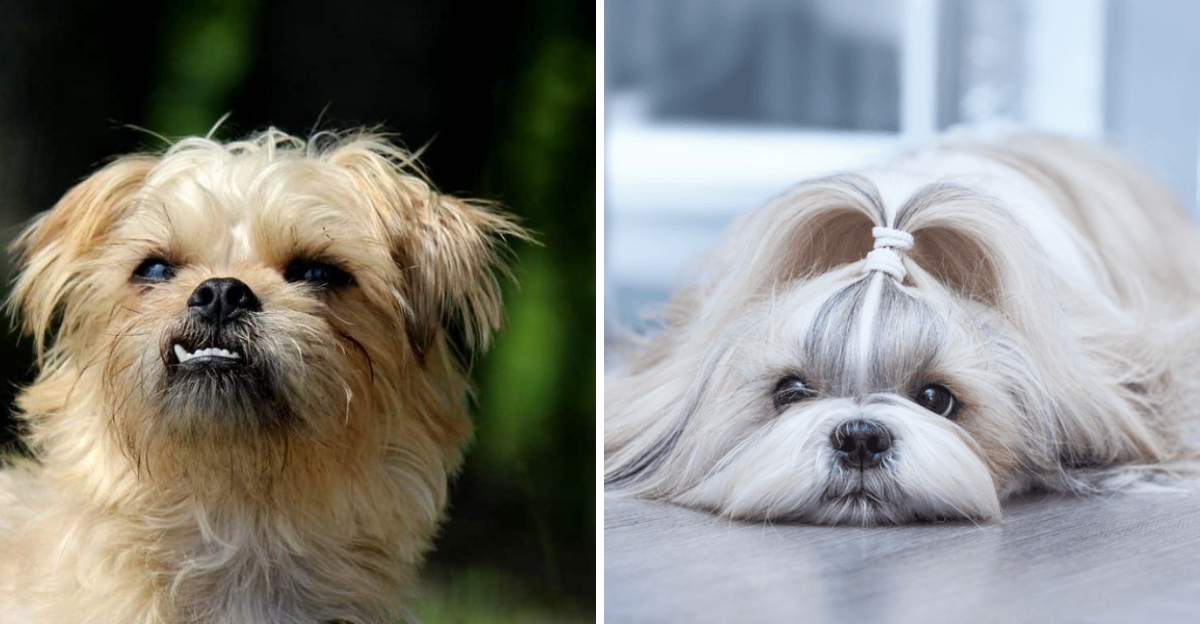 20 Small Dog Breeds Labelled as Trouble and Some that are Surprisingly ...