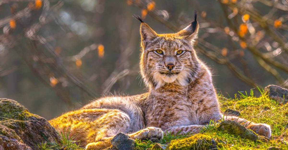 20 Surprising Insights Into the World of Lynx Cats and Their Survival ...