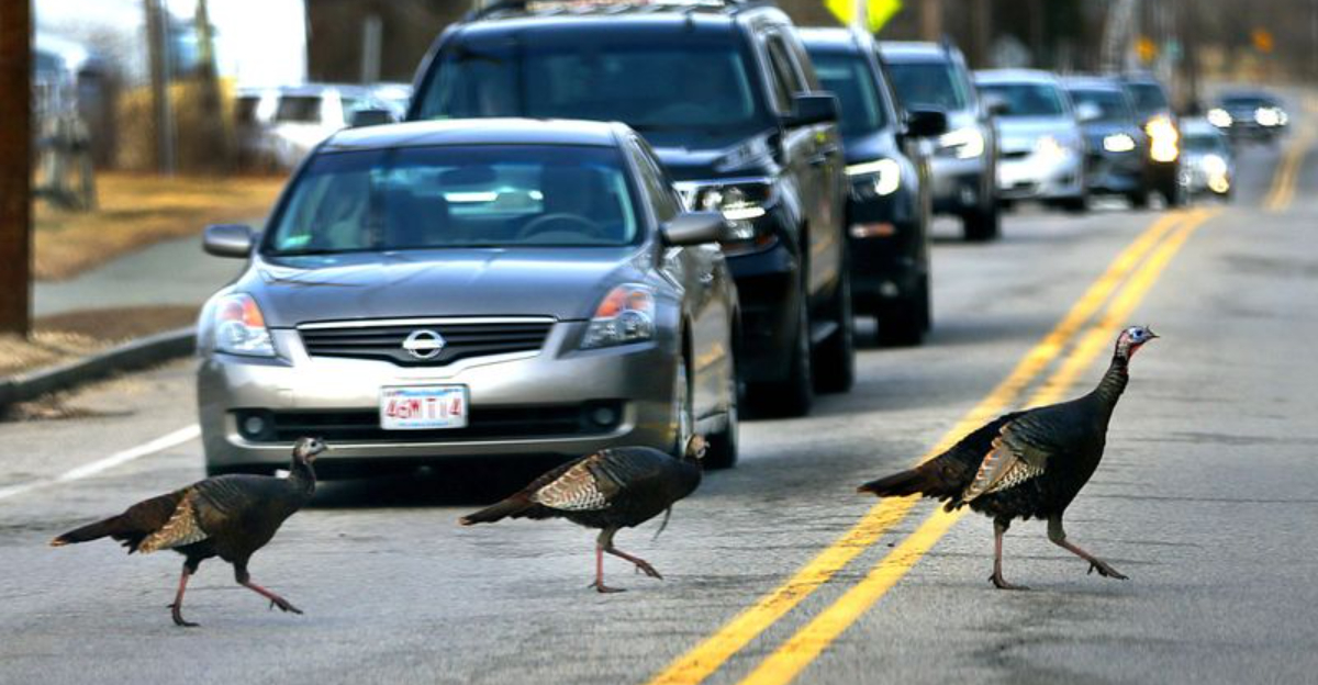 20 Unexpected Wild Animals Thriving in U.S. Cities - Exploring Animals