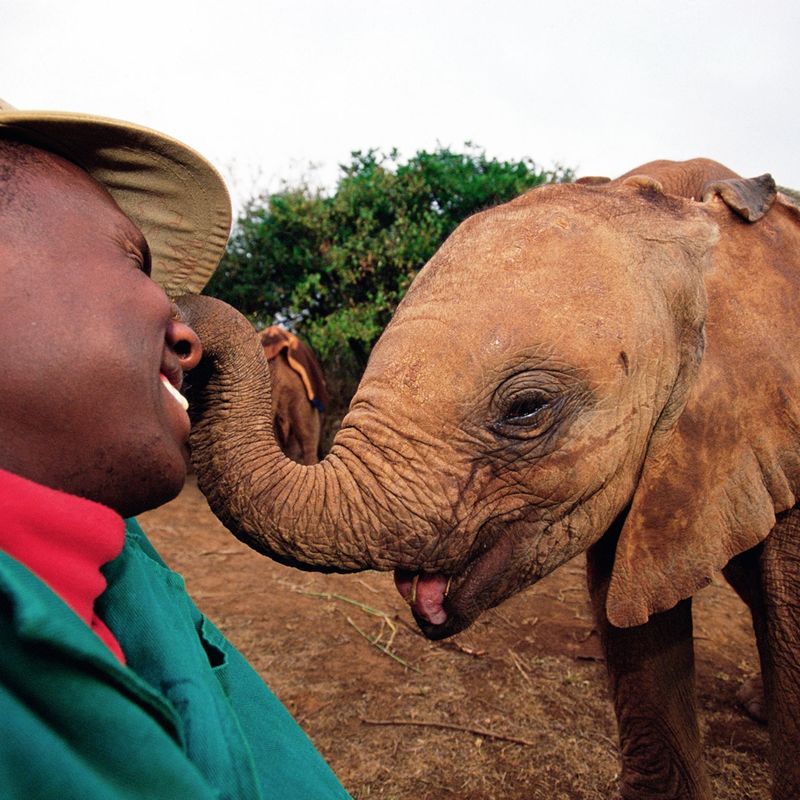 20 of the Friendliest Animals on Earth That Love Human Interaction ...