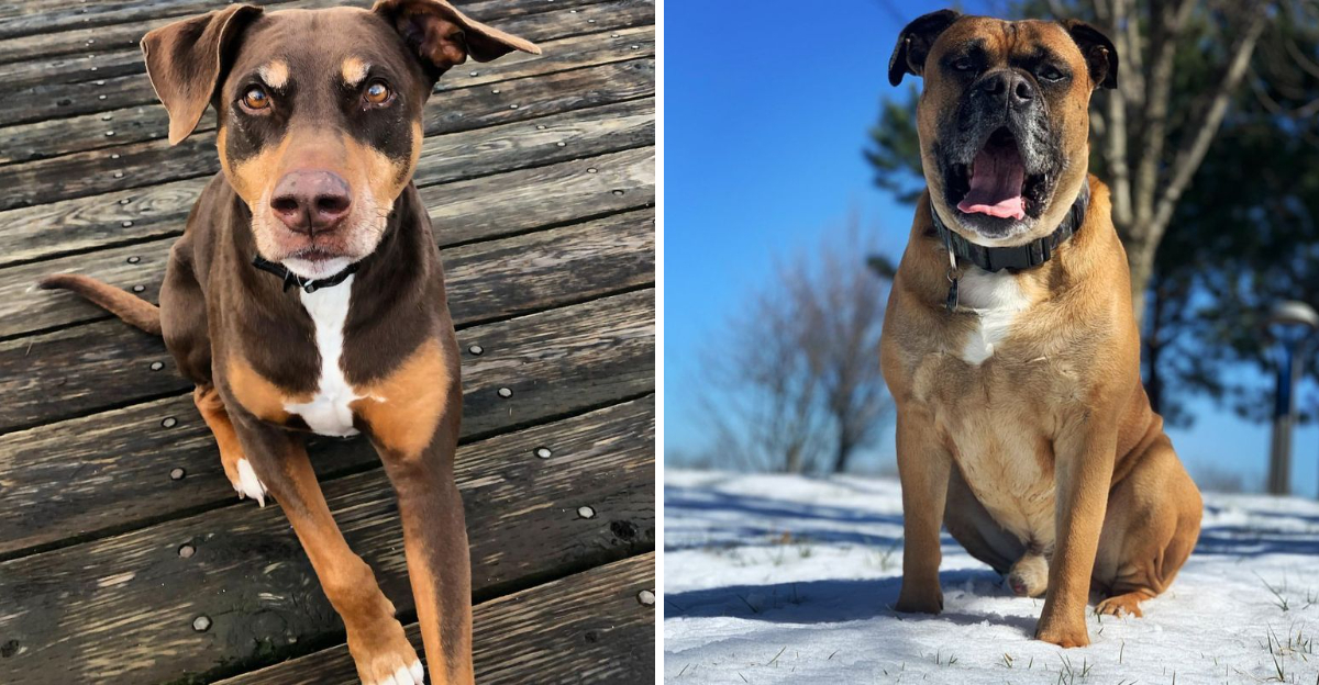 21 Boxer Mixes That Prove Playful Energy Comes in All Shapes and Sizes ...