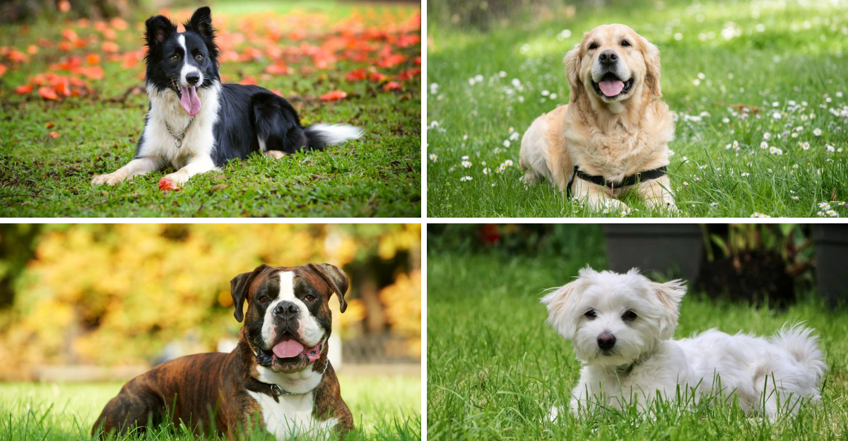 21 Dog Breeds That Are Surprisingly Good Judges Of Character ...