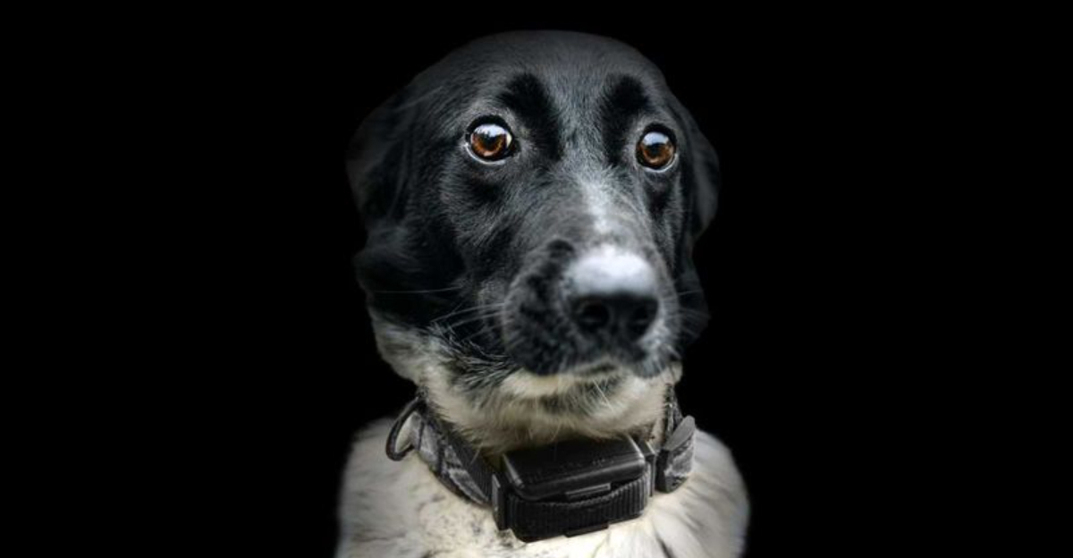 21 Outdated and Cruel Dog Punishments That Should Be Left in the Past ...