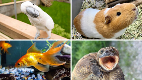 21 Pets that Live Incredibly Long Lives - Exploring Animals