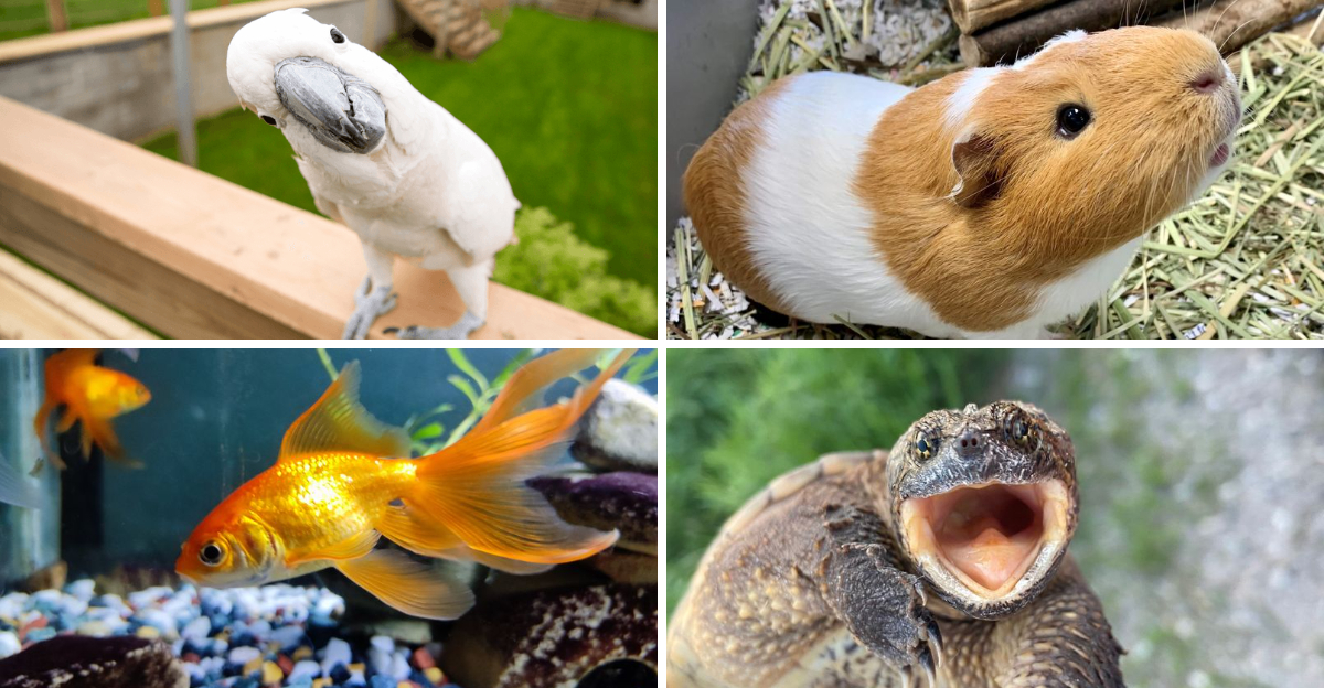 21 Pets that Live Incredibly Long Lives - Exploring Animals