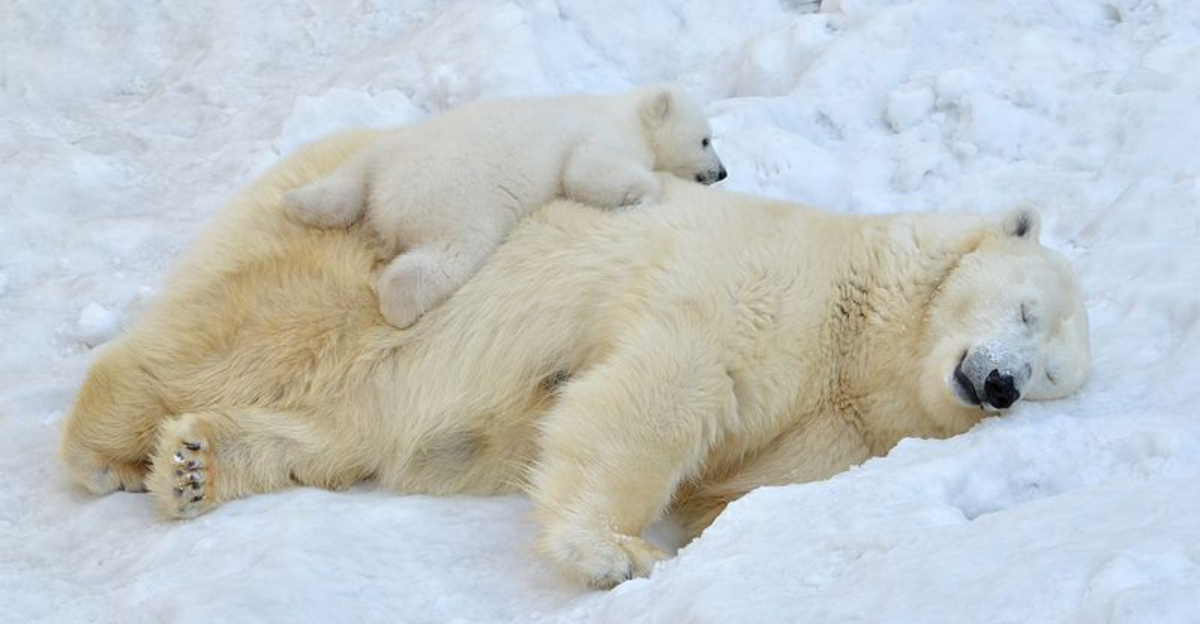 22 Animals that Sleep Most of their Life Away - Exploring Animals