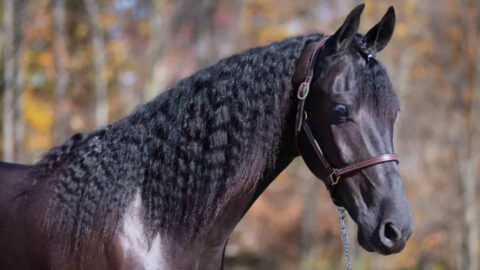 22 Horses That Have The Most Unique Personalities In The Equine World ...